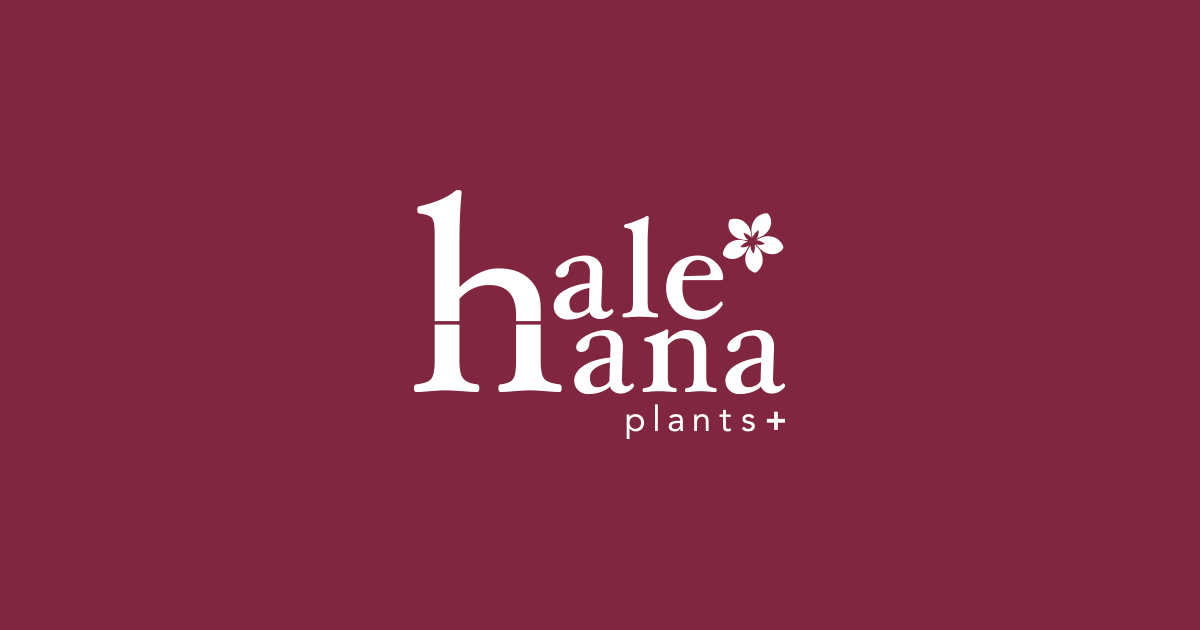 » 球根 | hale-hana Plants+ ハレハナ プランツプラス｜所沢市緑町の花屋【新所沢駅】